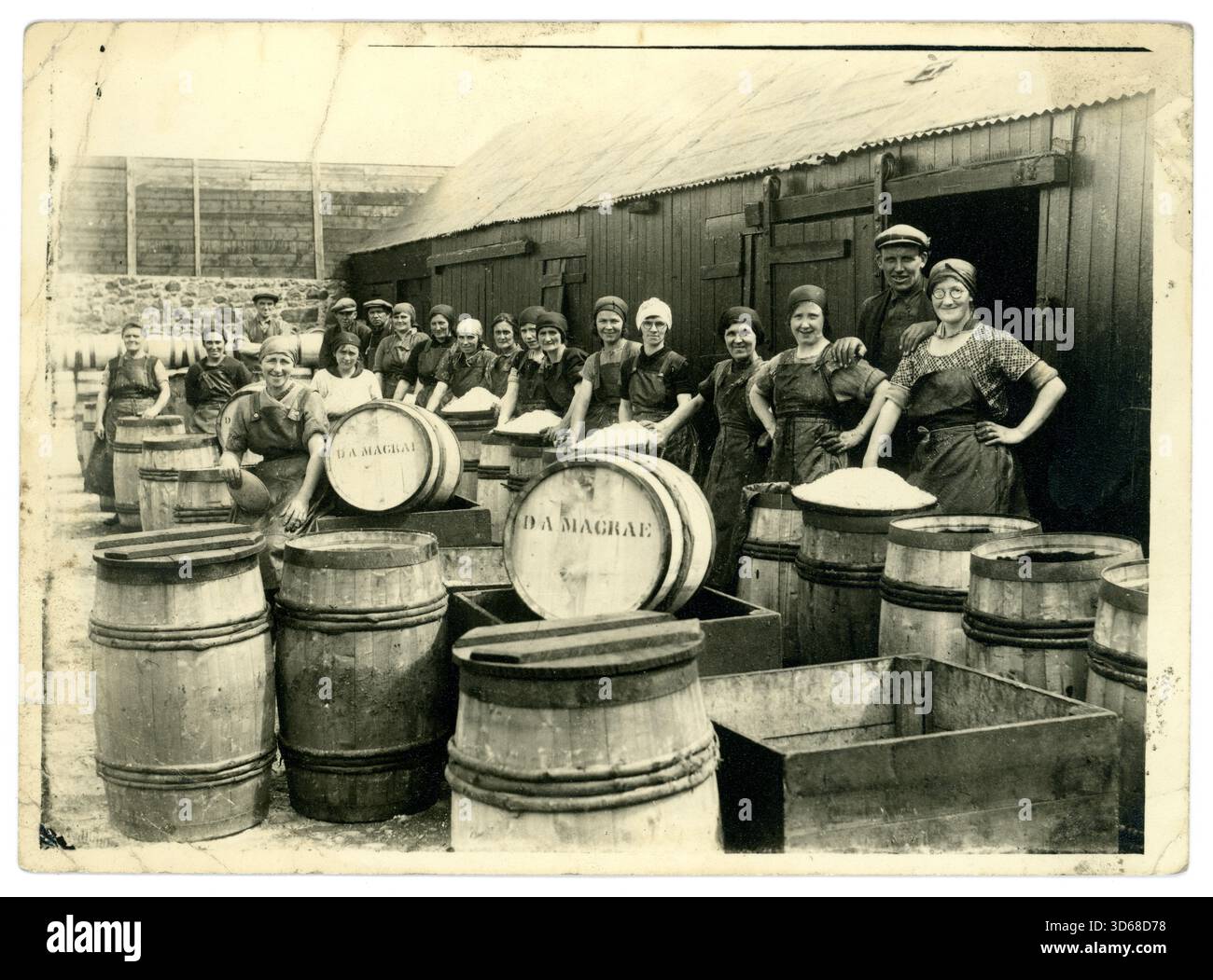 Packer packers packing salted herrings herring hi-res stock photography ...
