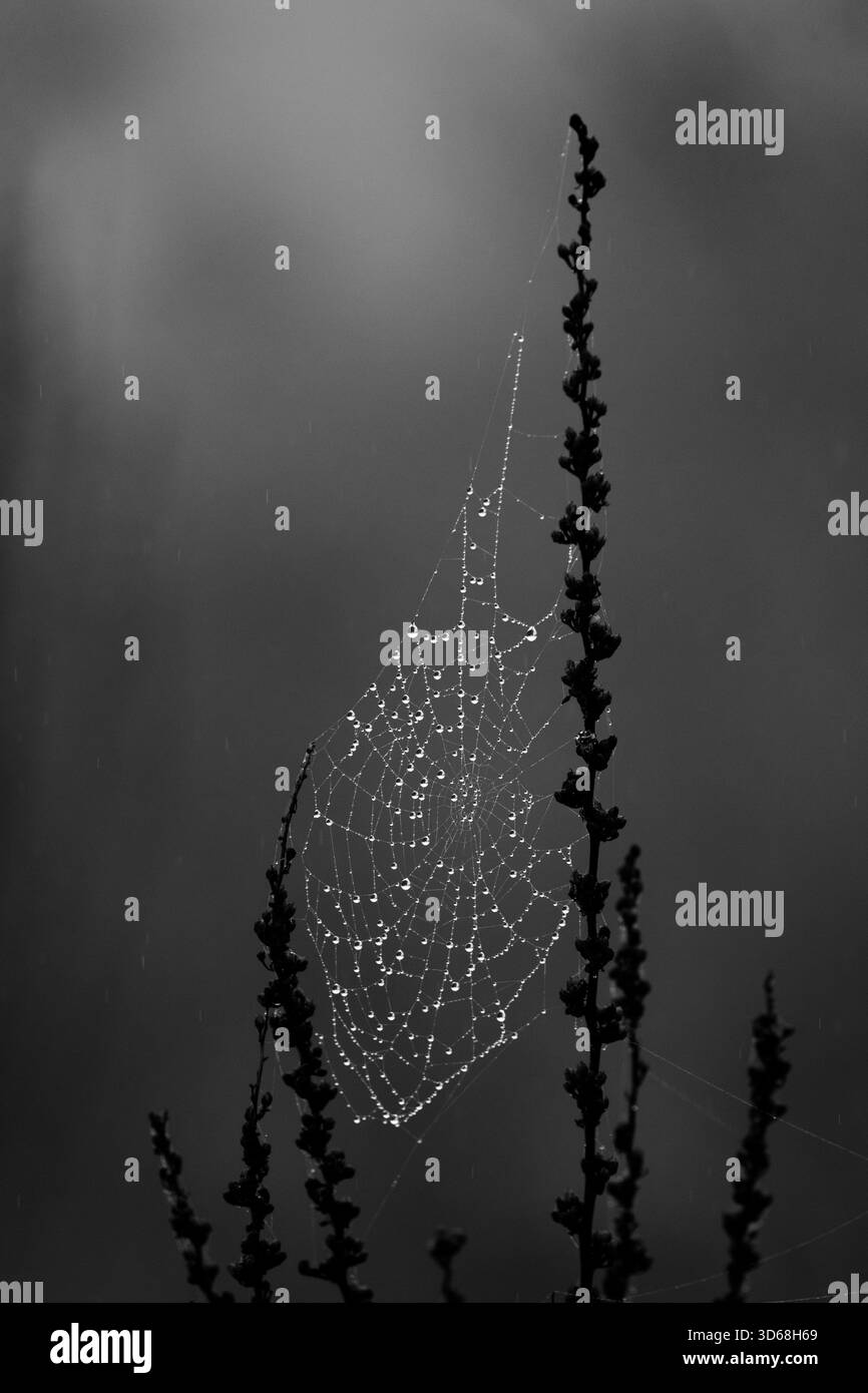 Spider wet web Stock Photo - Alamy
