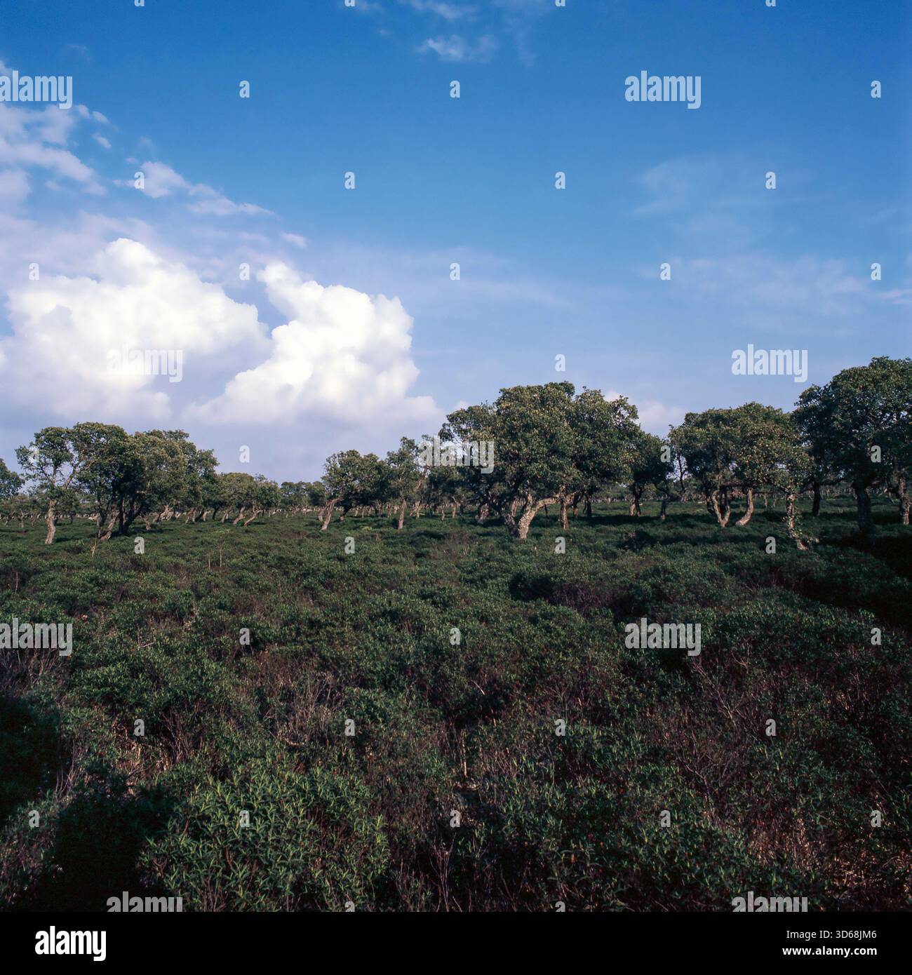 Nature, Italy, region of Sardegna 1975 Giara di Gesturi ""Sa Jara Manna ...