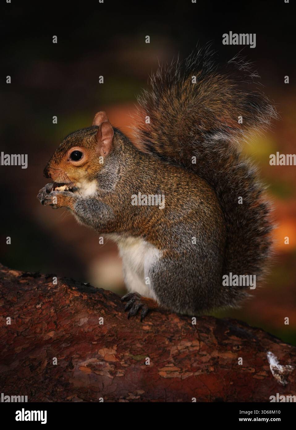 A squirrel eats a nut on a tree in the Botanic Gardens in Dublin. Picture date: Wednesday ...