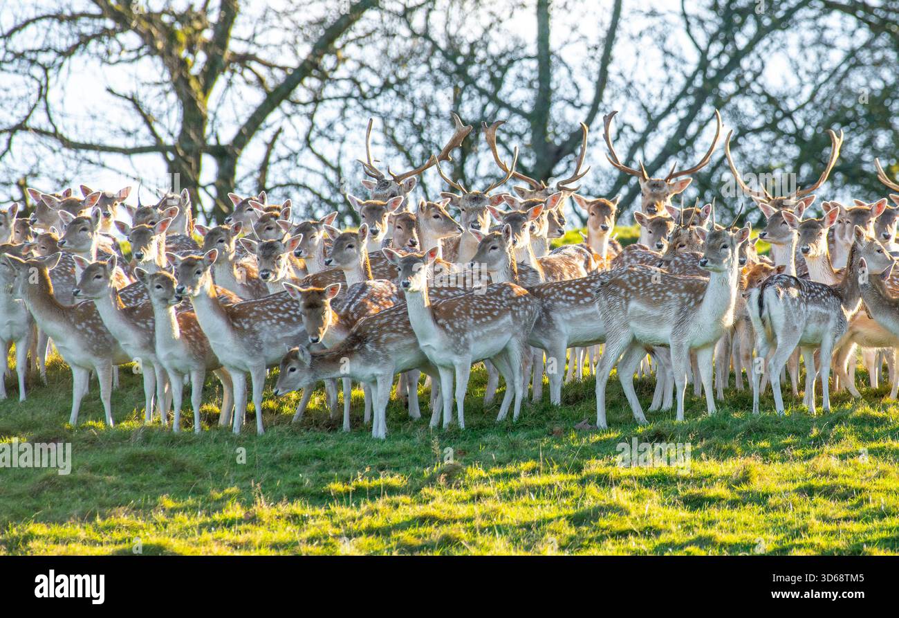 Milnthorpe, Cumbria, UK 19th November 2025 Fallow deer in the sunshine ...