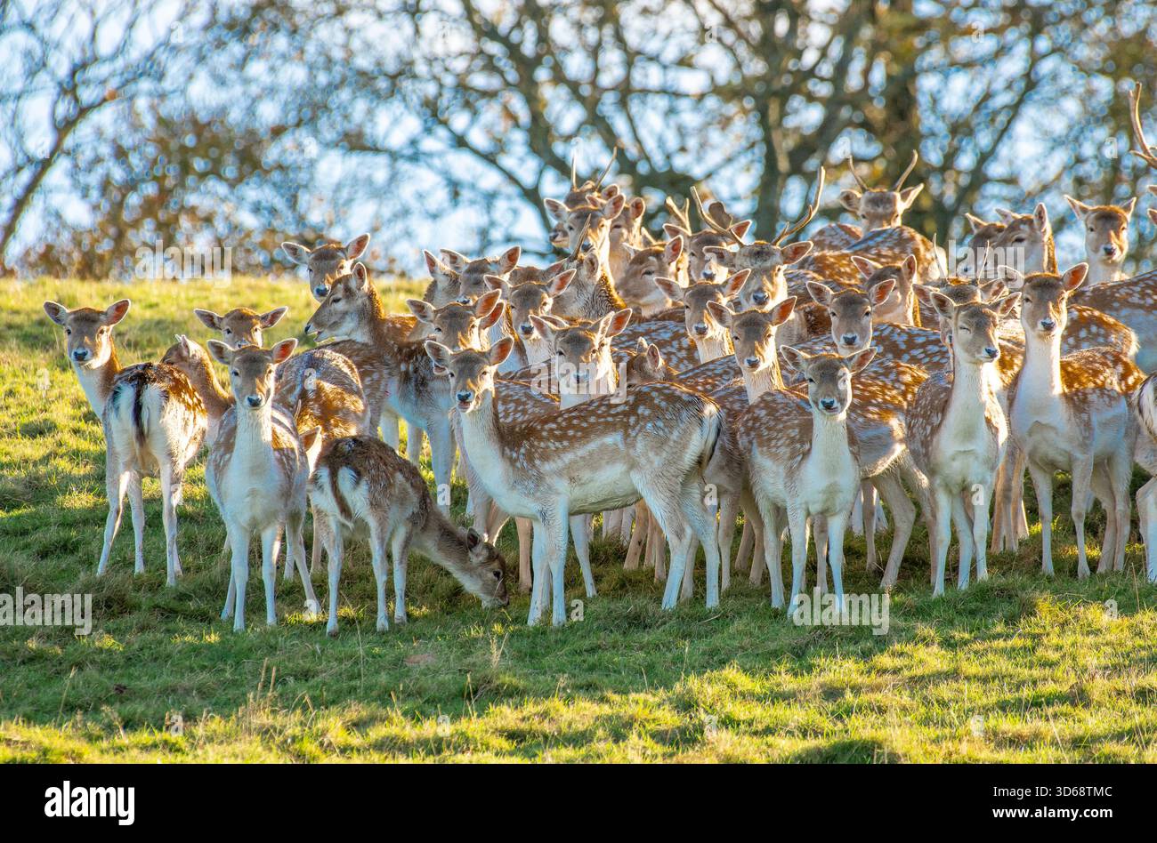 Herd of fallow deer with stags and hinds hi-res stock photography and ...