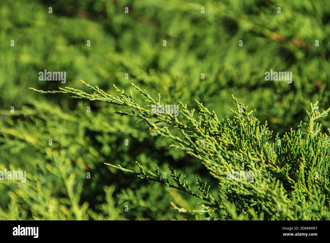 A close-up, macro shot capturing the detailed texture of bright green ...
