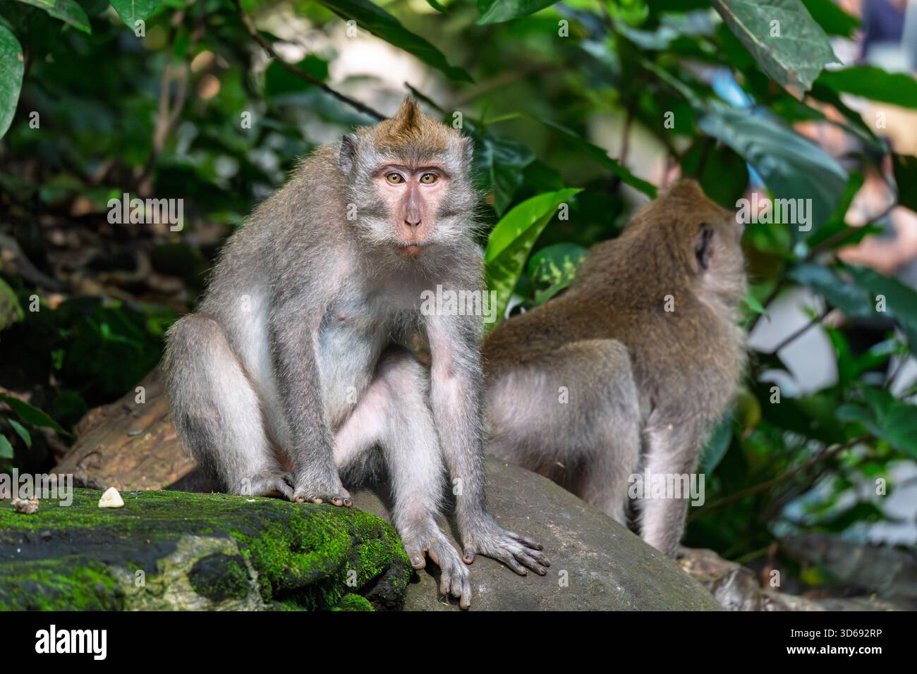 Ubud Indonesia – View of a monkey sitting still with a focused gaze in ...