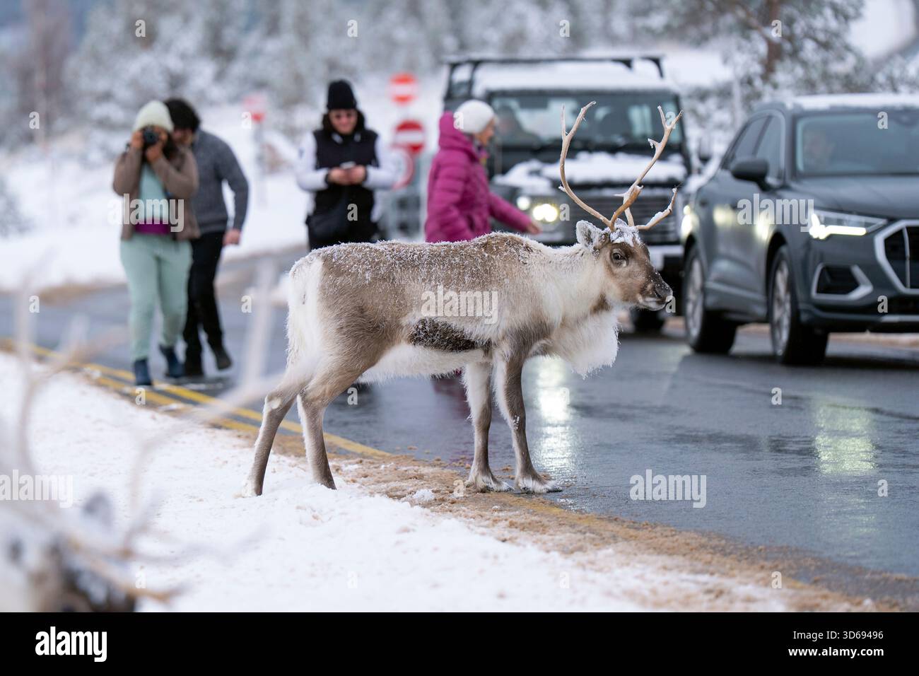 Reindeer stop traffic on the road near Aviemore. The Cairngorm Reindeer ...