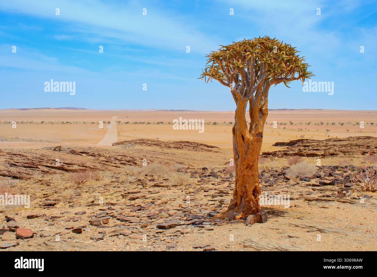 Quiver tree in the desert namibian landcape, gravel road on the ...