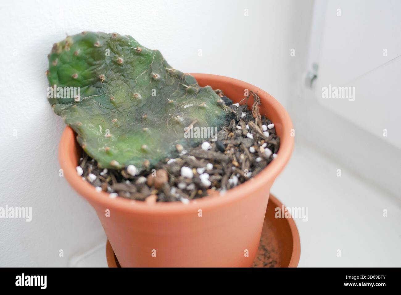 Close-up of a withered Opuntia cactus in a terracotta pot. Shows signs ...