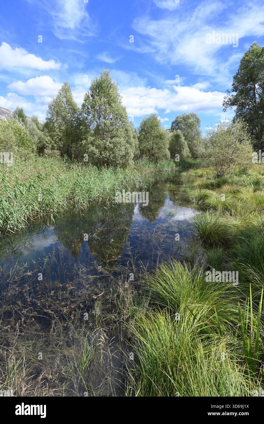 Wetland, Marshes, Reedbeds & Willow Trees northern end of Lake ...