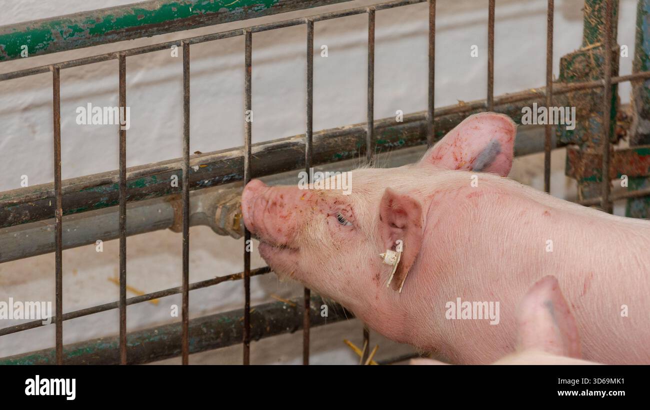 Piglet Drinking Water from Pipe Valve at Animal Farm Stock Photo - Alamy