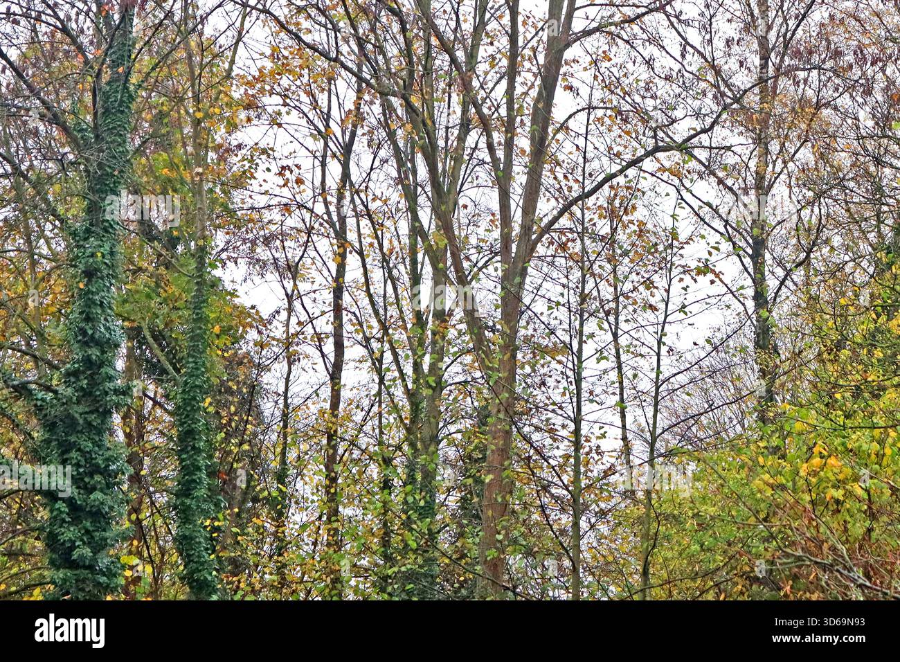 Trübes Novemberwetter Trübgraue, kalte und von Nieselregen um den ...