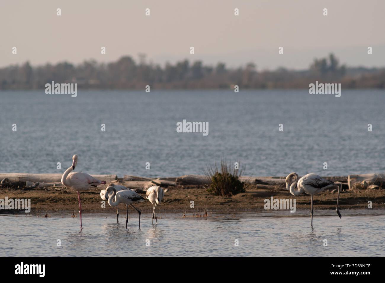 Lago di sabaudia hi-res stock photography and images - Alamy