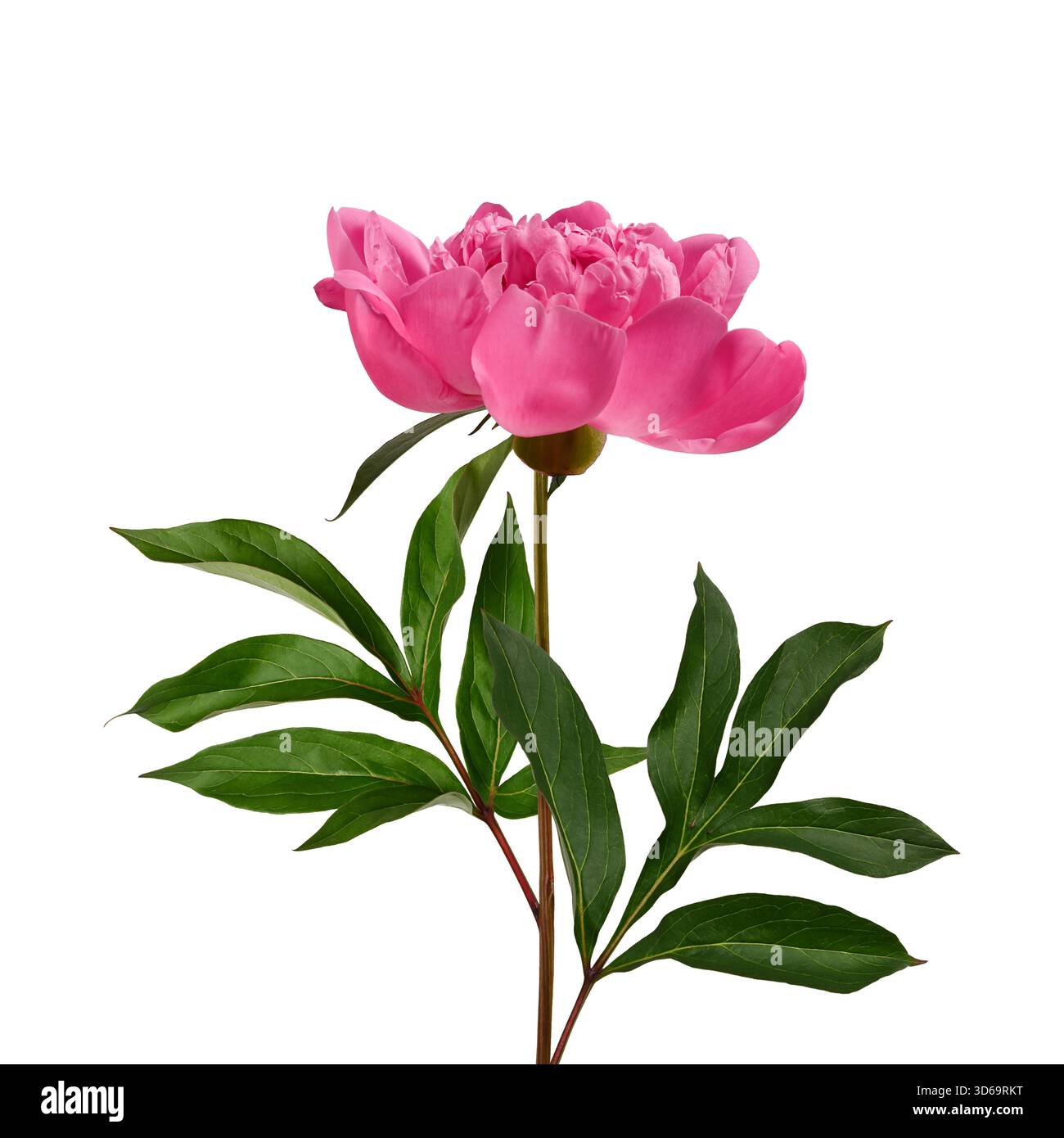 Vibrant red floral patterns Cut Out Stock Images & Pictures - Alamy