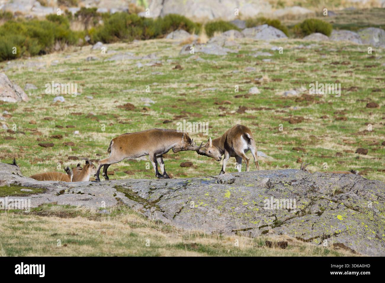 Iberian ibex Capra pyrenaica, 2 immature males fighting during rutting ...