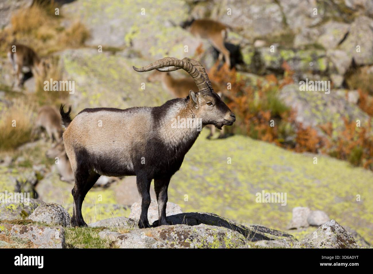 Iberian ibex Capra pyrenaica, male standing on rock, Sierra de Gredos ...
