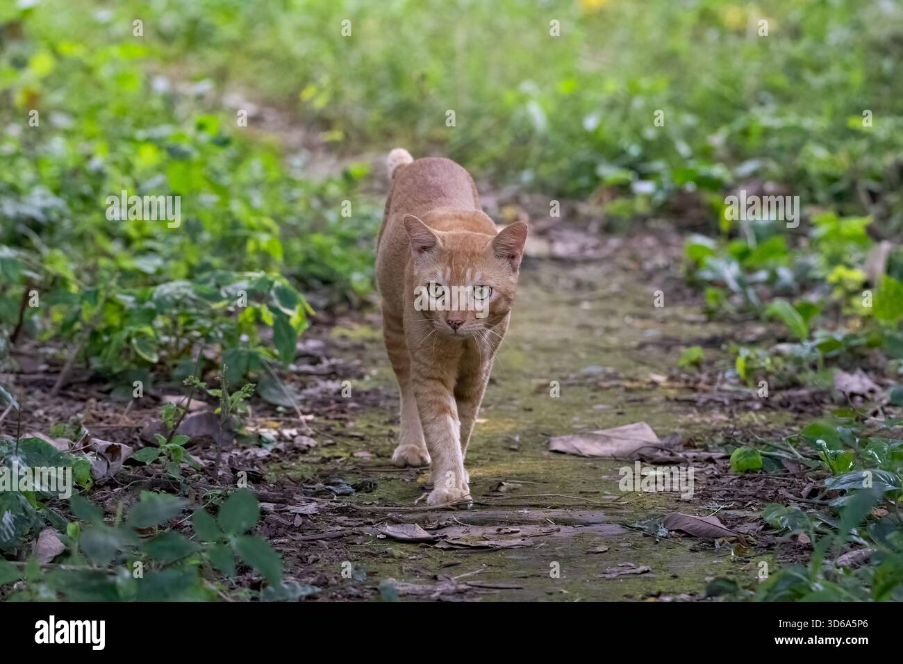 House cat roaming in the Botanical Garden, Dhaka Bangladesh Stock Photo ...