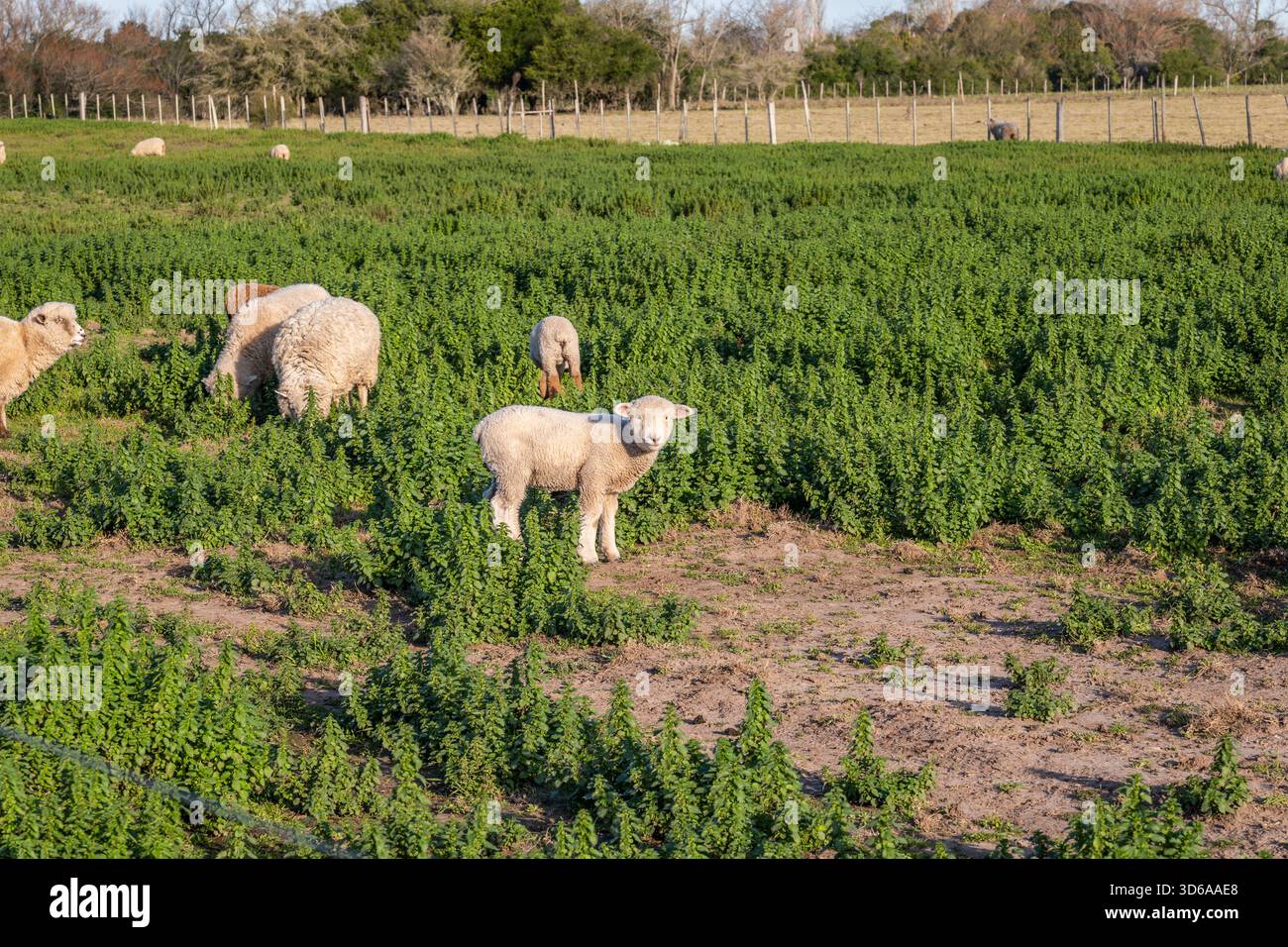 Wide angle shot of a flock of sheep eating grass in a large green field ...