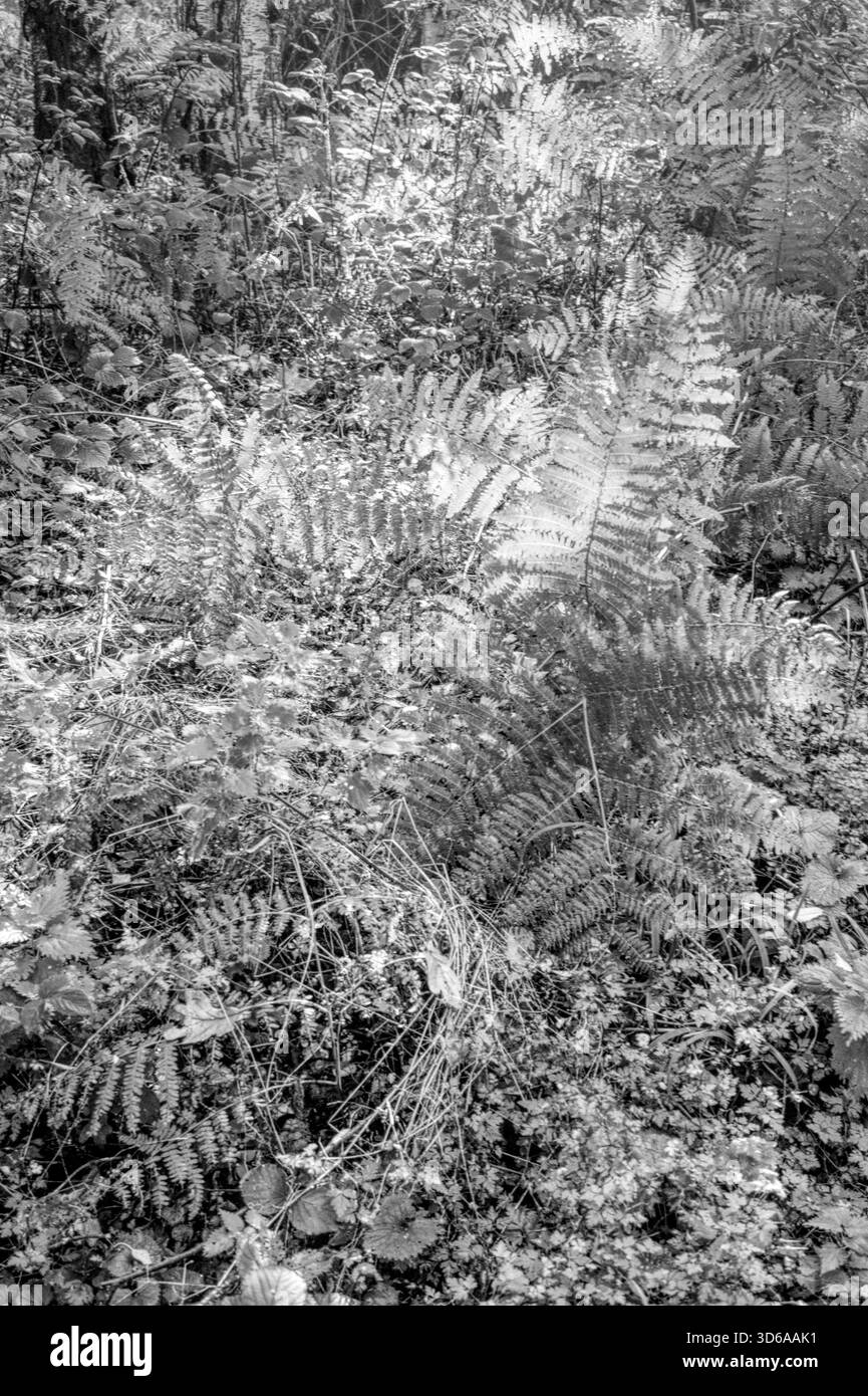 Green light cover Black and White Stock Photos & Images - Alamy