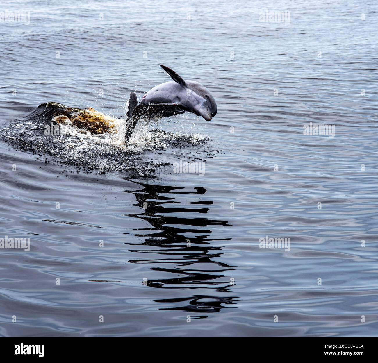 dolphin leaping in Charlotte Harbor alongside boat Stock Photo - Alamy