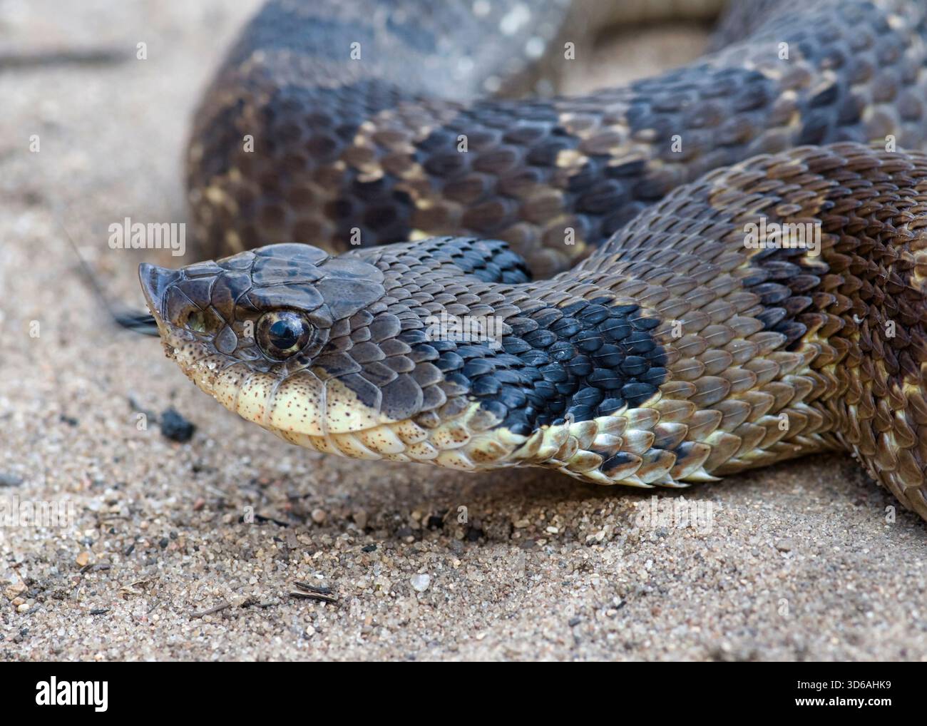 Eastern Hognose Snake (Heterodon platirhinos) photographed in situ in ...