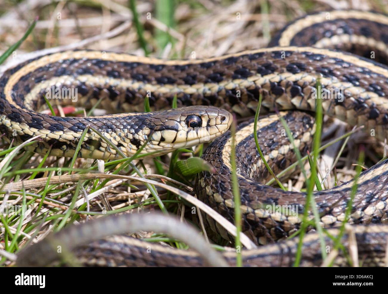 Plains Garter Snake (Thamnophis radix) photographed in situ in ...