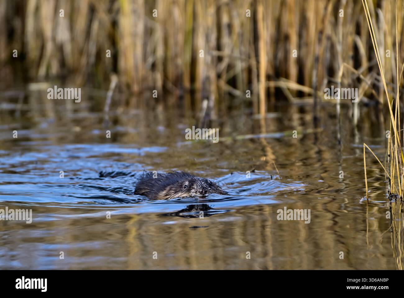 A wild muskrat ( Ondatra zibethicus); swimming in a marshy habitat in ...