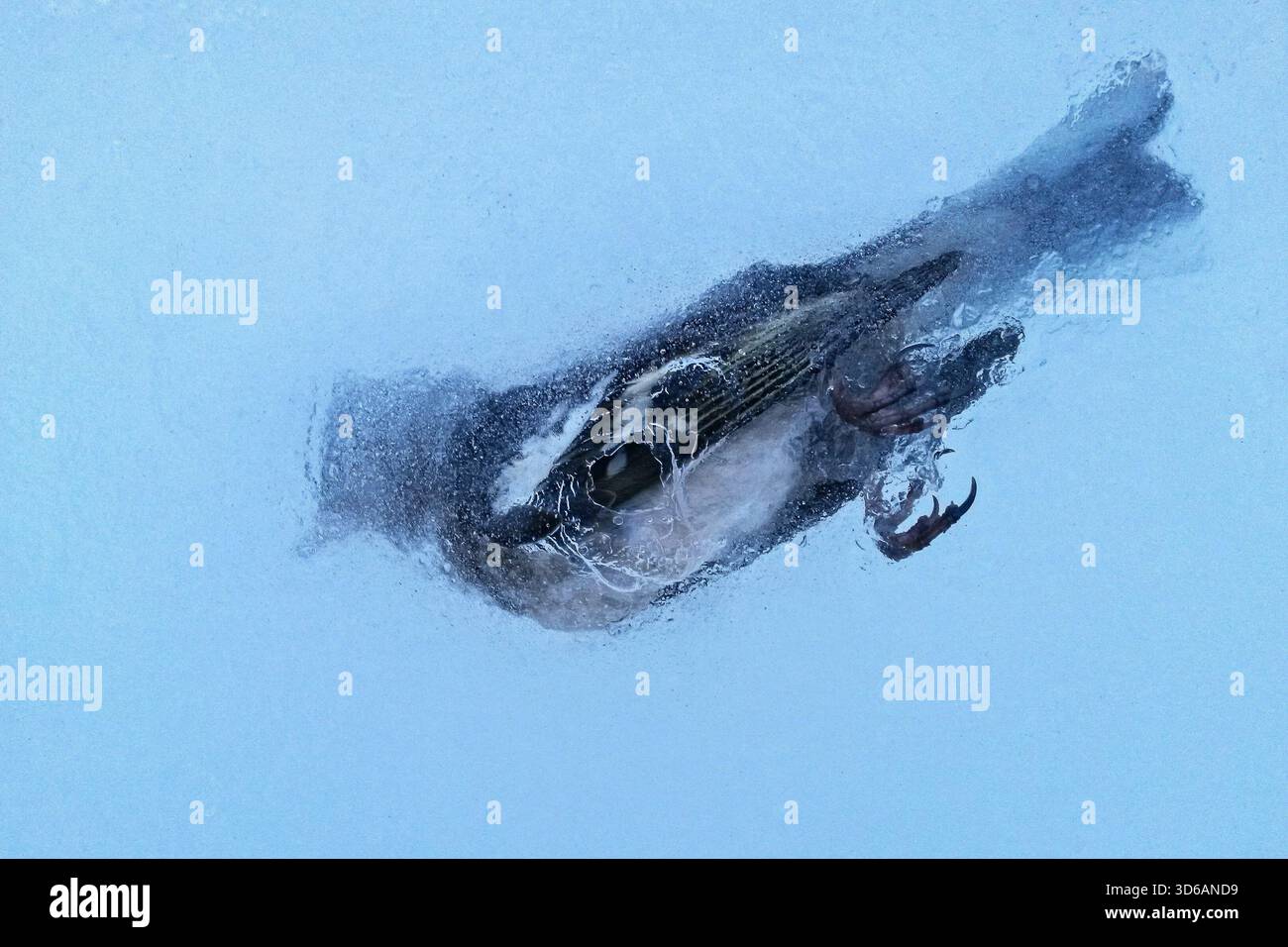 Frozen mummy hi-res stock photography and images - Alamy