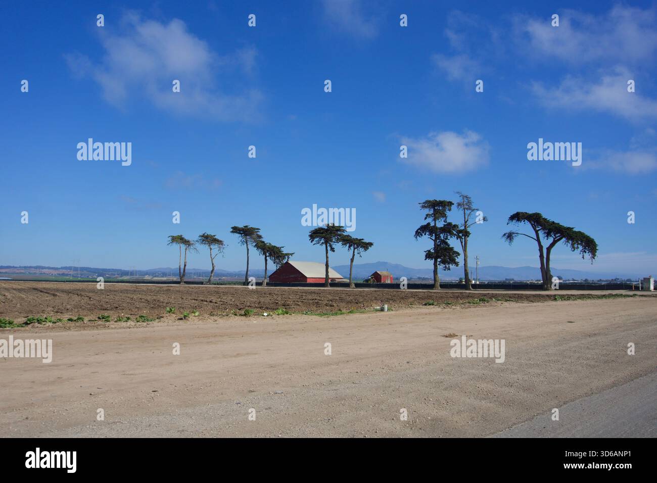 Wind-shaped Monterey cypress trees beside farmland and red barns in ...