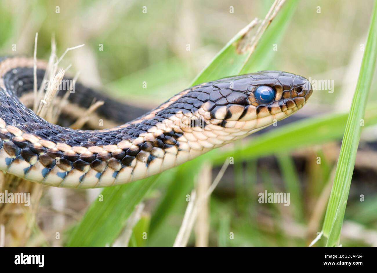 Common Garter Snake (Thamnophis sirtalis) near West Bend, Wisconsin ...