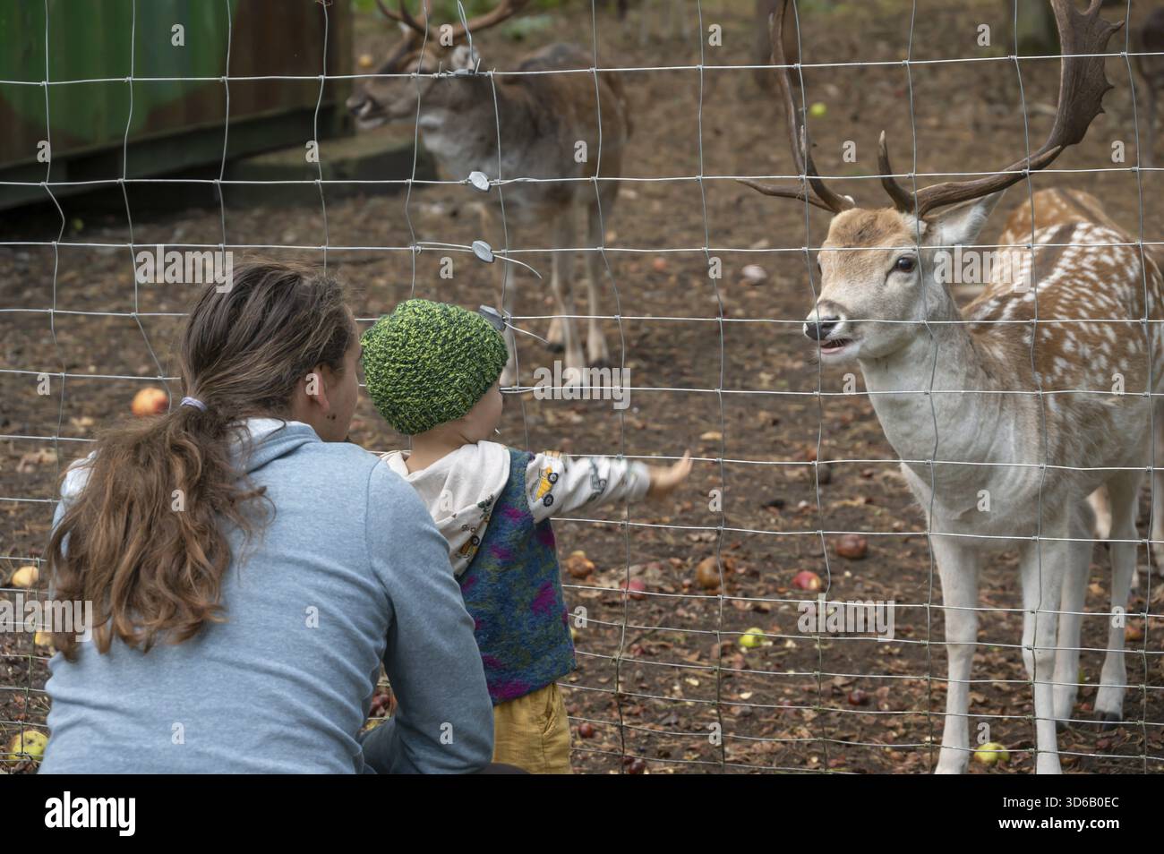 Father and son, two years old, look at the dam deer (Dama dama) in the ...