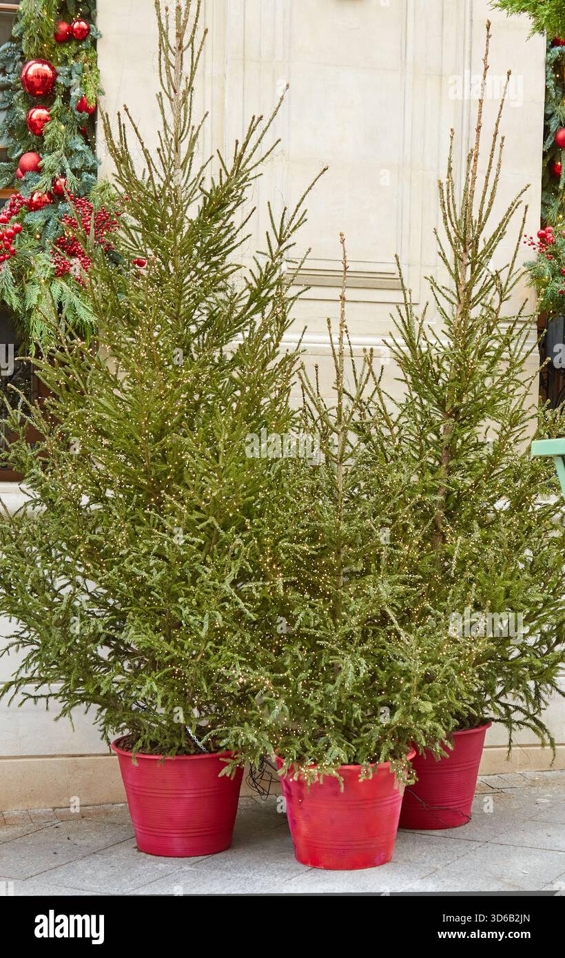 Christmas trees in vibrant red pots, decorated with electric garlands ...