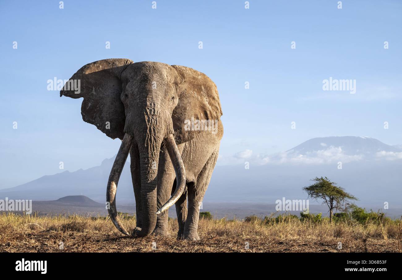 African elephant (Loxodonta africana) in picturesque landscape with the ...
