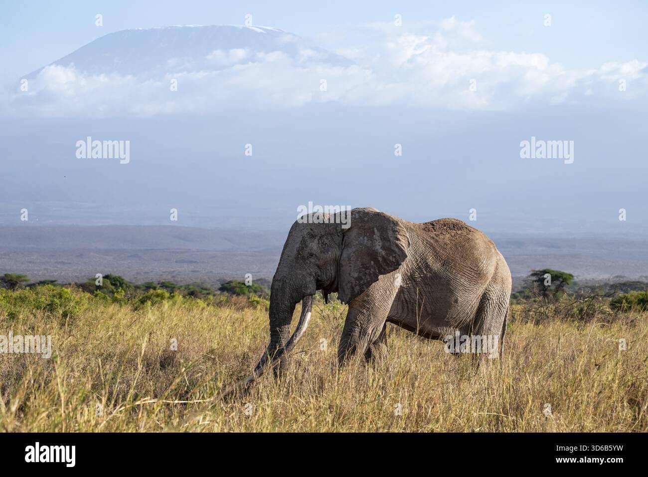 African elephant (Loxodonta africana) in picturesque landscape with the ...