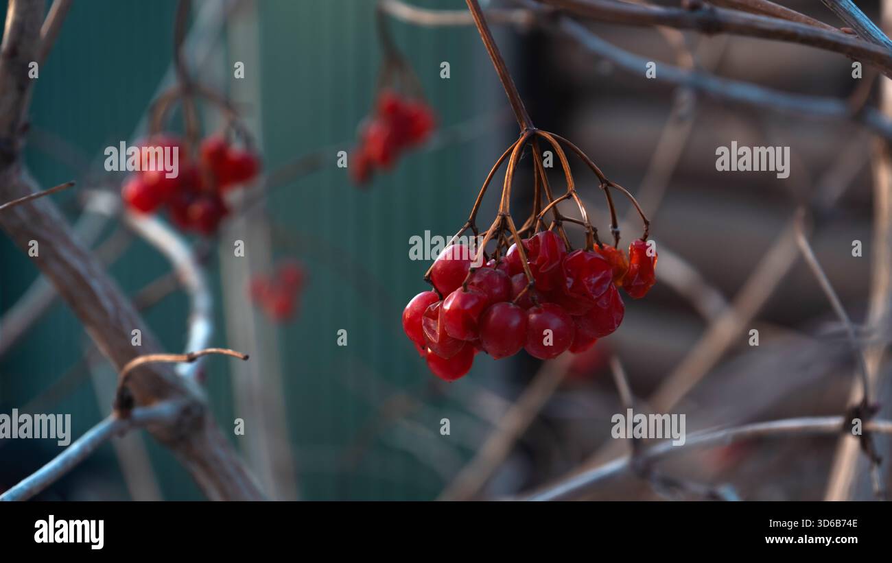 Close-up of shriveled red berries hanging on a thin branch. Soft ...