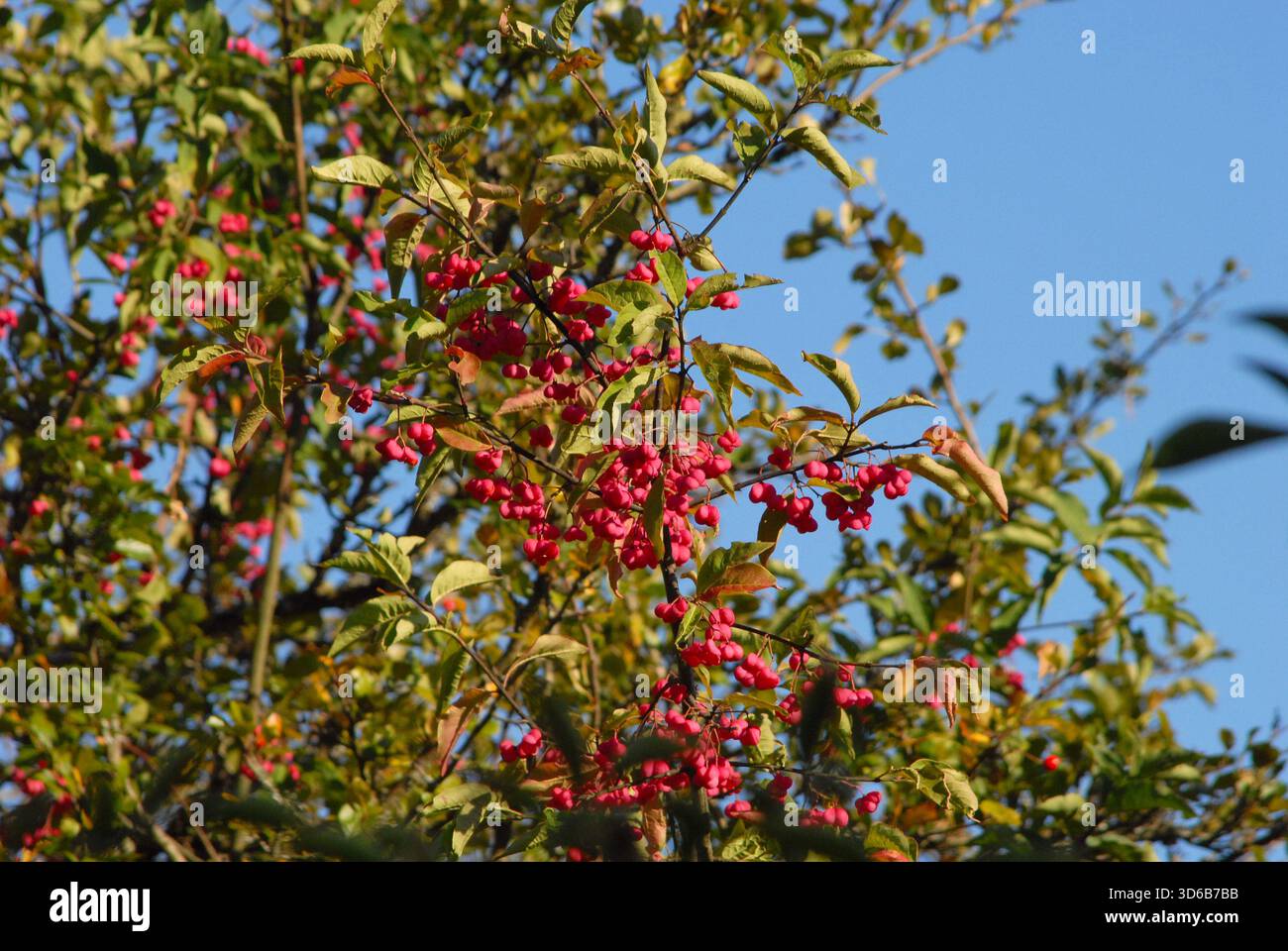 Pink spindle berries hi-res stock photography and images - Alamy