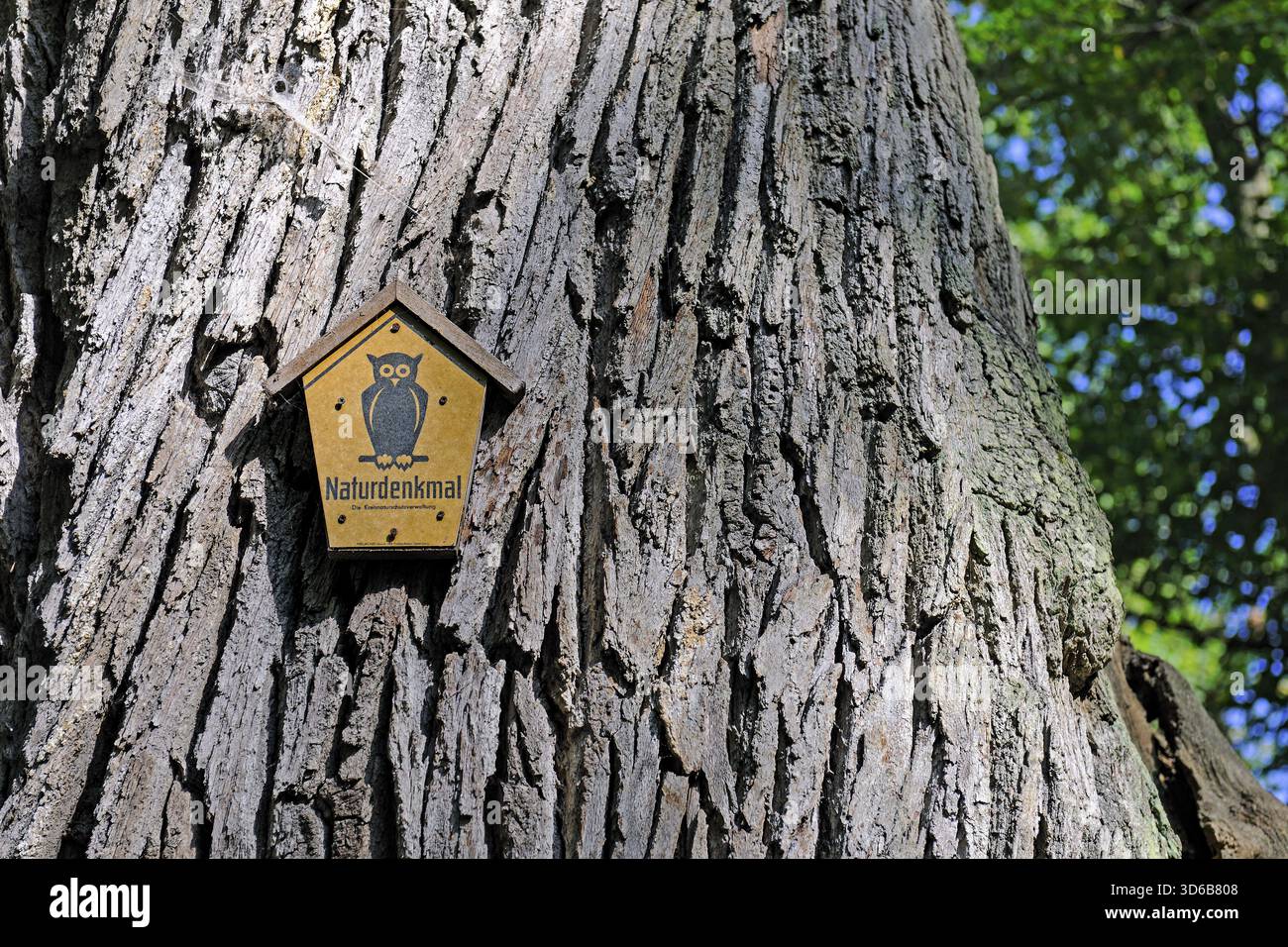 Sign, natural monument, approx. 800-year-old oak tree, Quercus ...