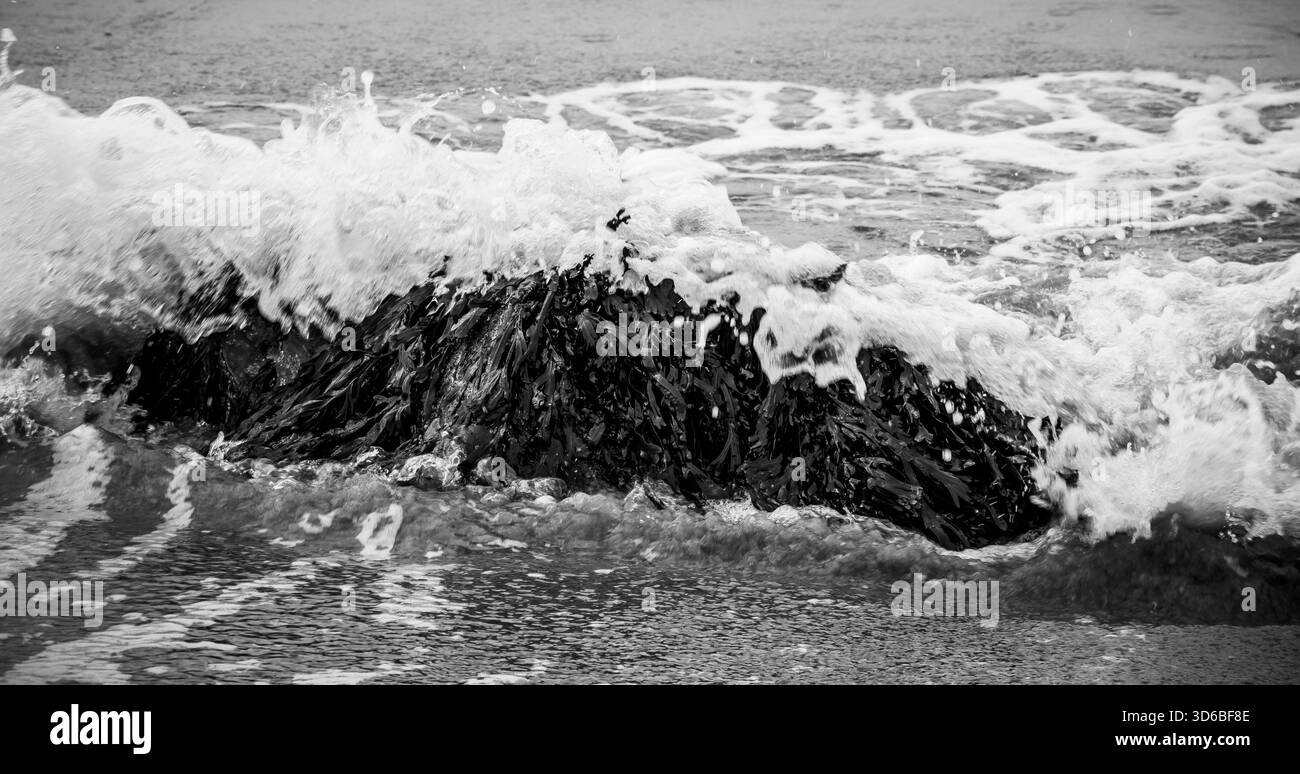 Wave breaking over seaweed in black and white Stock Photo - Alamy