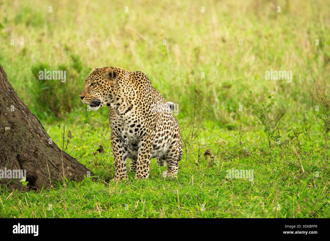 Leopard (Panthera pardus) in Tanzania, Africa is an apex predator Stock ...