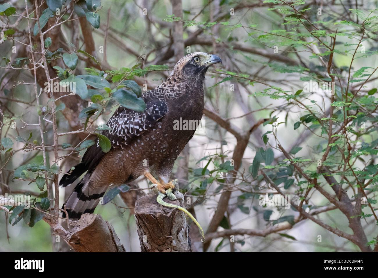 A crested serpent eagle feeds on a captured prey in the wild Stock ...