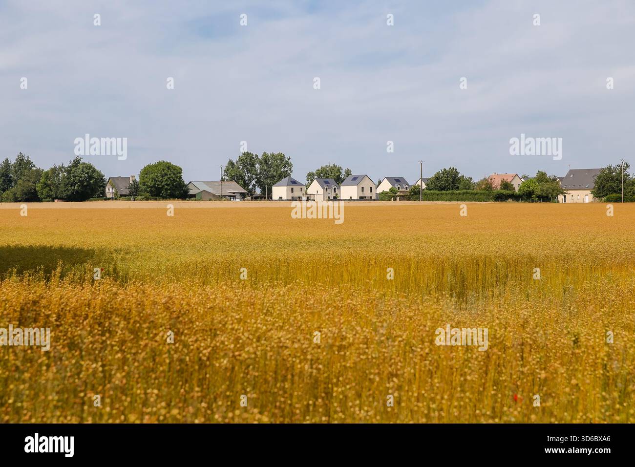 Golden grain fields on the outskirts of Saint-Aubin-sur-Mer, Normandy ...