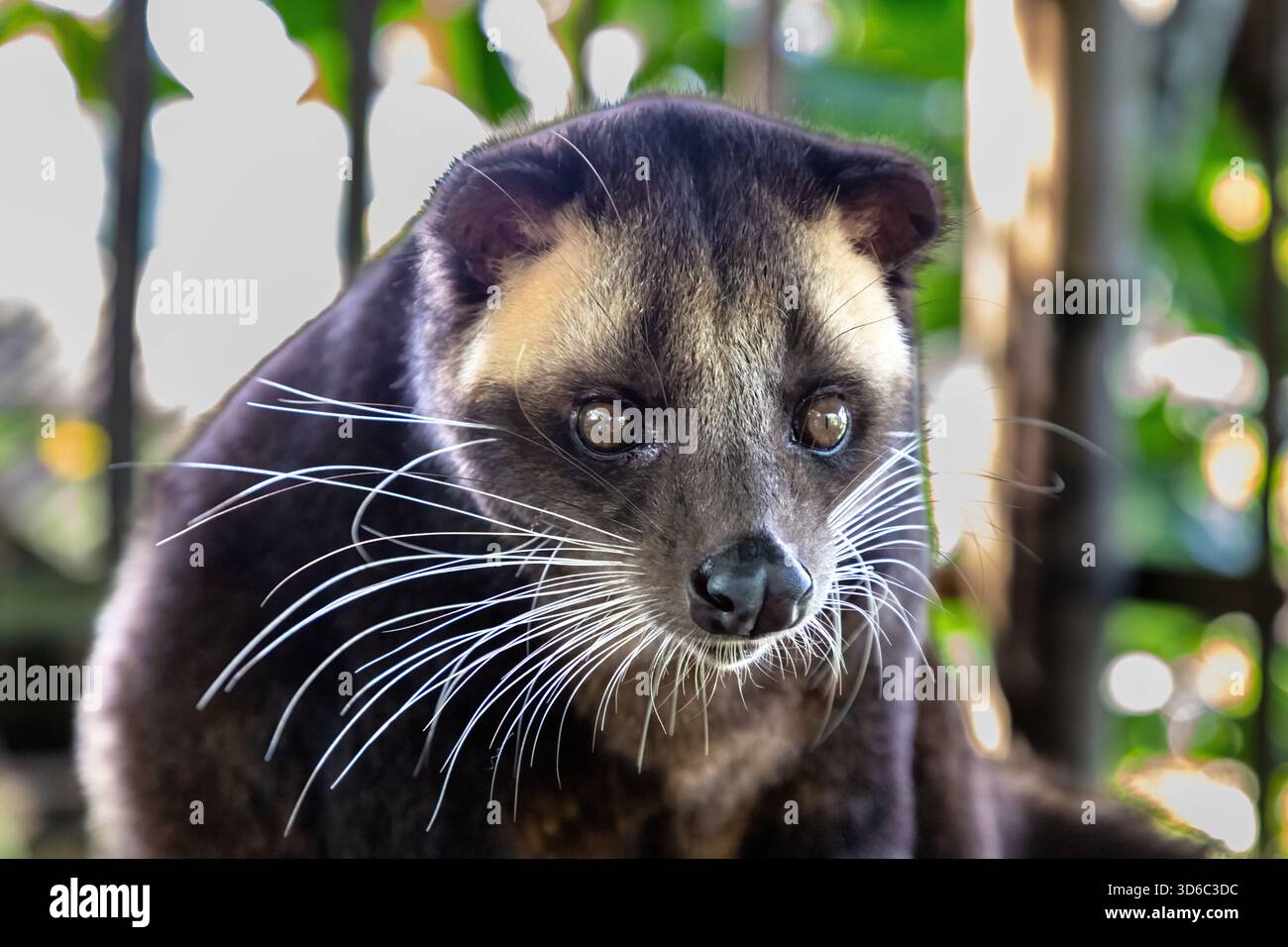 Palm Civet (Paradoxurus hermaphroditus) in Northern Bali, Indonesia ...