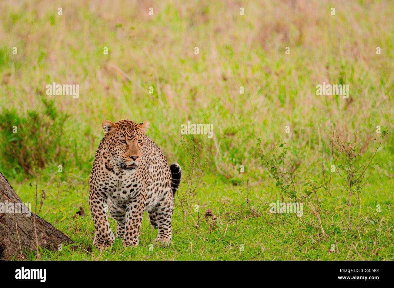 Leopard (Panthera pardus) in Tanzania, Africa is an apex predator Stock ...