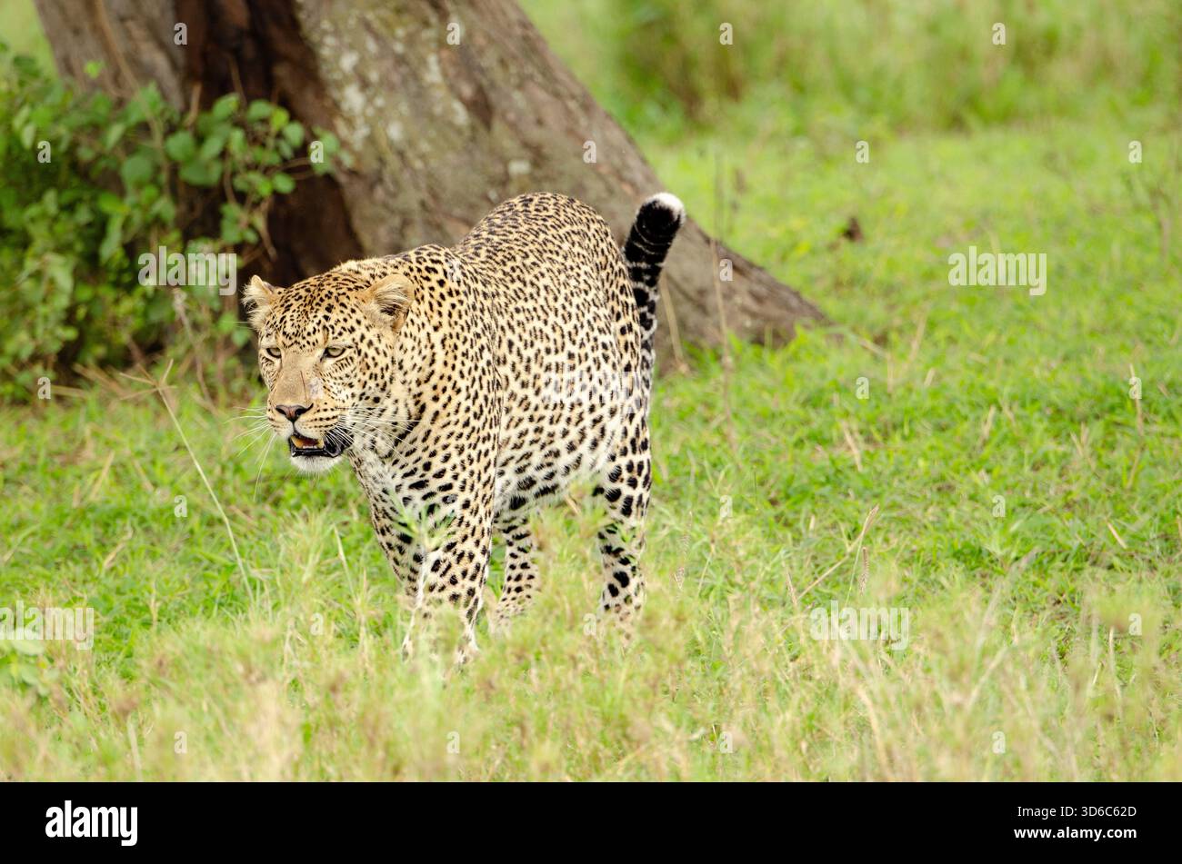 Leopard (Panthera pardus) in Tanzania, Africa is an apex predator Stock ...