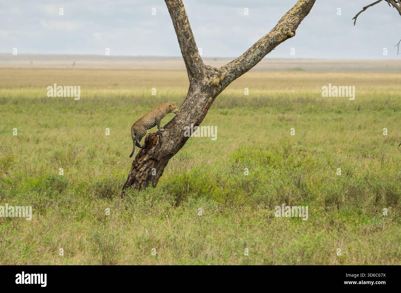 Leopard (Panthera pardus) in Tanzania, Africa is an apex predator Stock ...