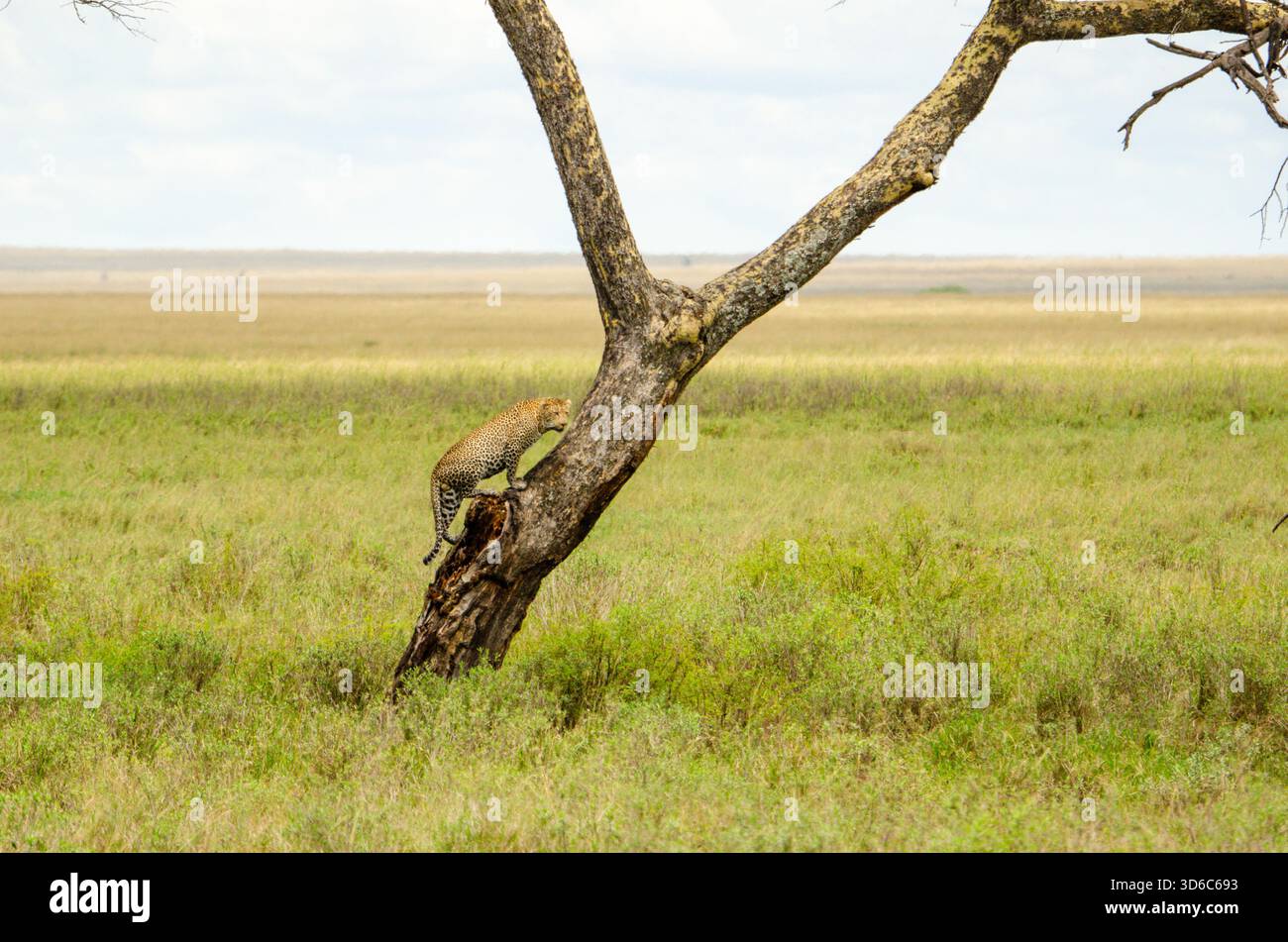Leopard (Panthera pardus) in Tanzania, Africa is an apex predator Stock ...