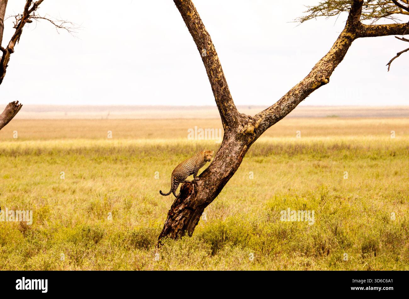 Leopard (Panthera pardus) in Tanzania, Africa is an apex predator Stock ...