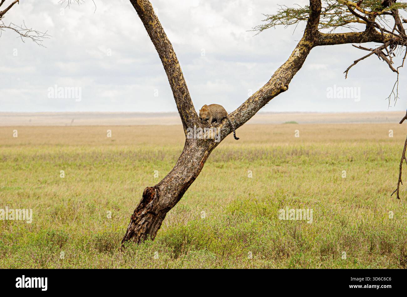 Leopard (Panthera pardus) in Tanzania, Africa is an apex predator Stock ...
