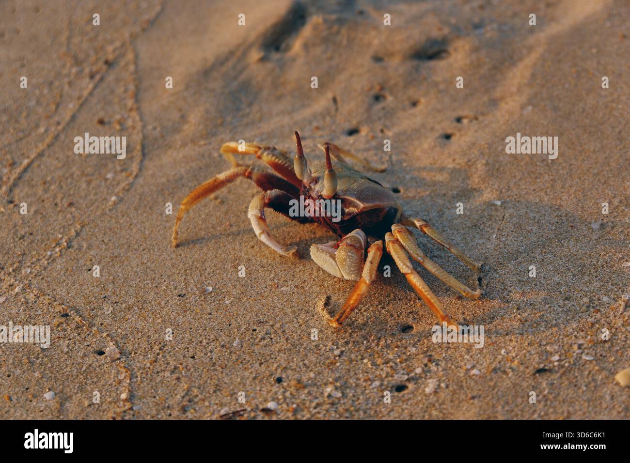 An energetic crab scuttles across golden sand grains on a sun-drenched ...
