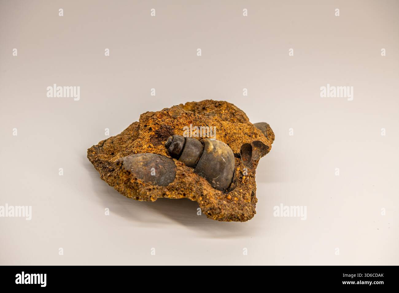 View of ancient seashells, spiraling fossils and fragments embedded in ...