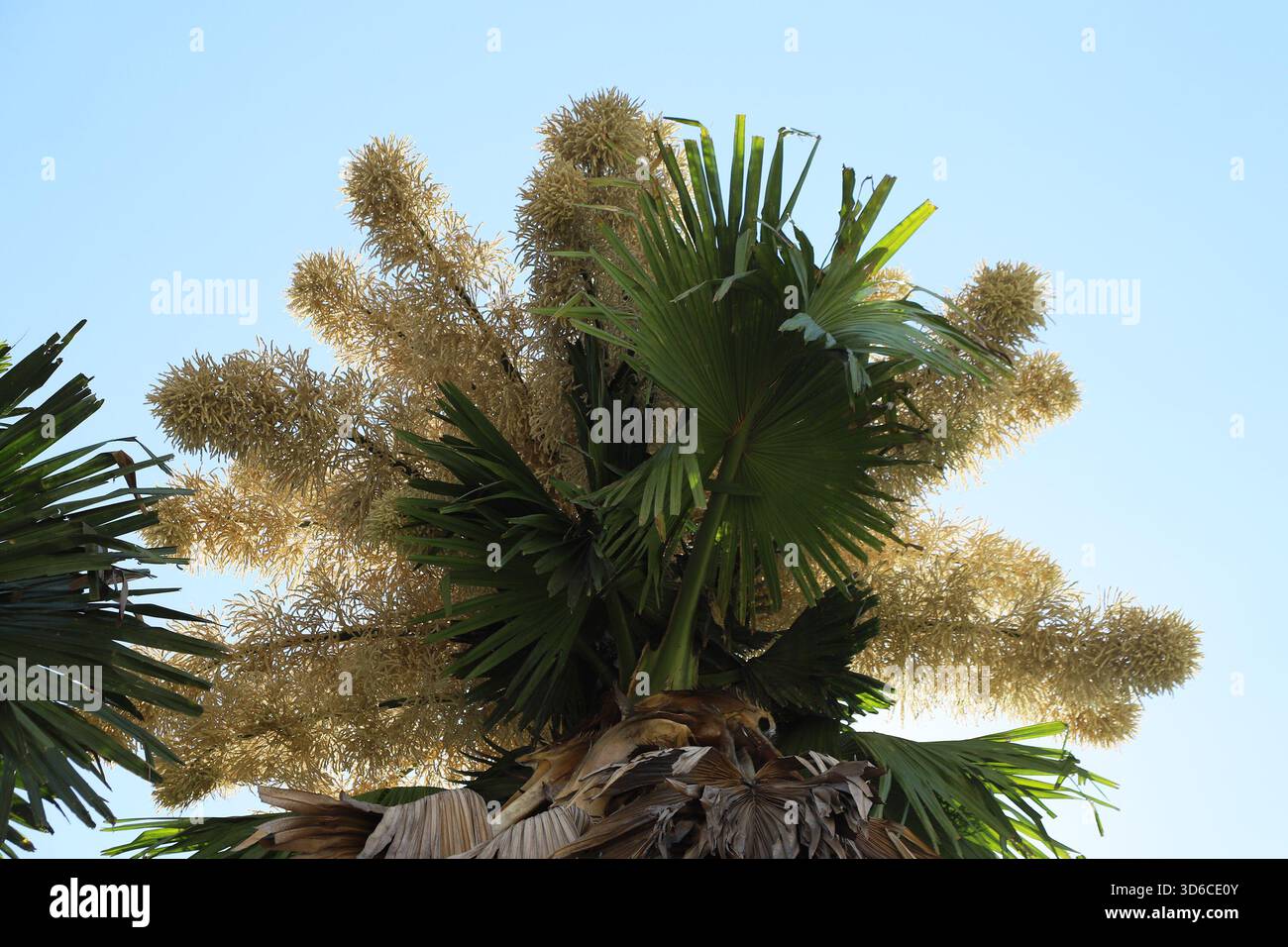 A Talipot palm (Corypha umbraculifera) in Eduardo Gomes Park (Flamengo ...