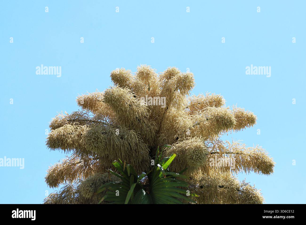 A Talipot palm (Corypha umbraculifera) in Eduardo Gomes Park (Flamengo ...